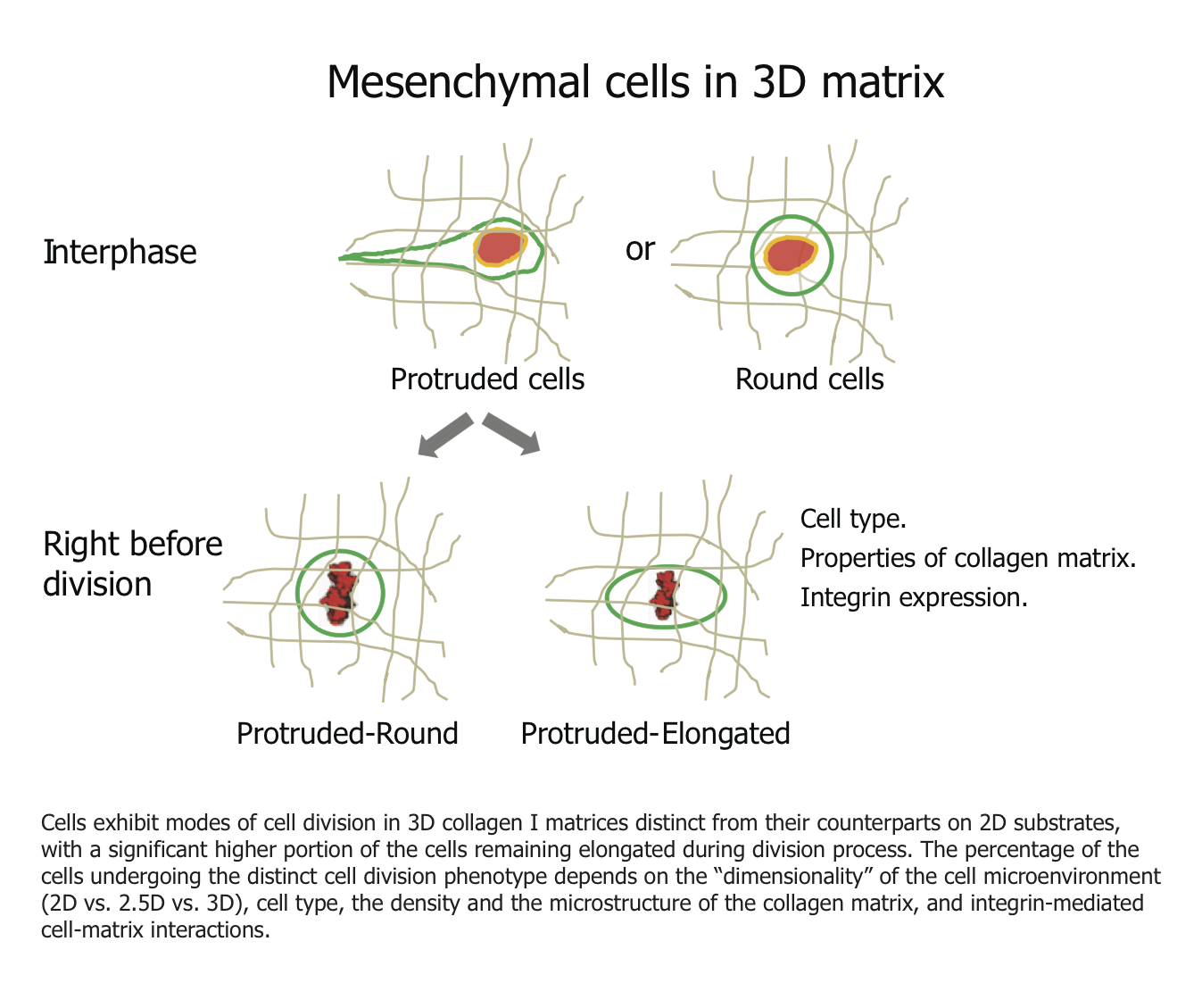 3D cell division – Wirtz/Wu Lab