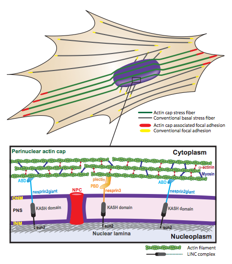 The actin cap – Wirtz/Wu Lab